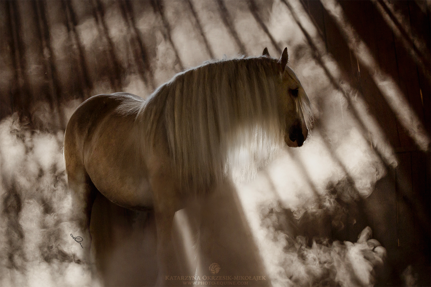 Dust rays | Katarzyna Okrzesik-Mikołajek EQUINE PHOTOGRAPHY